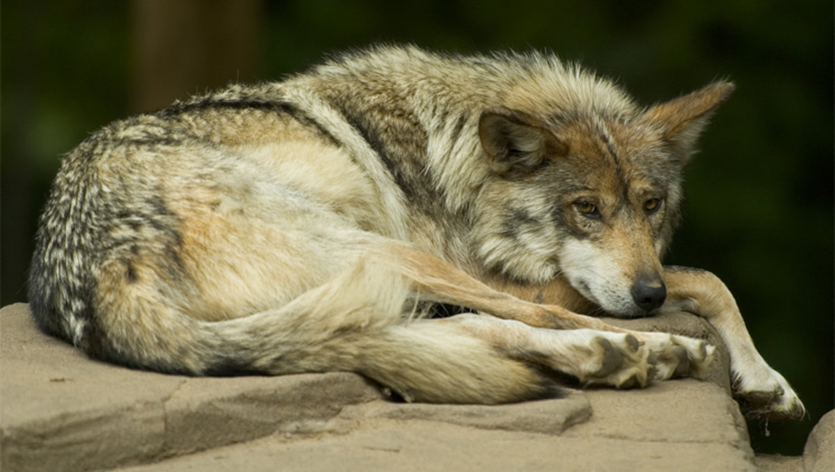¿Qué hora es, Señor Lobo? - StreetSmart Play