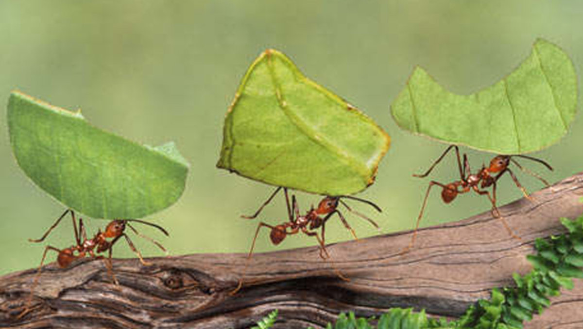 Las hormigas trabajadoras - StreetSmart Play